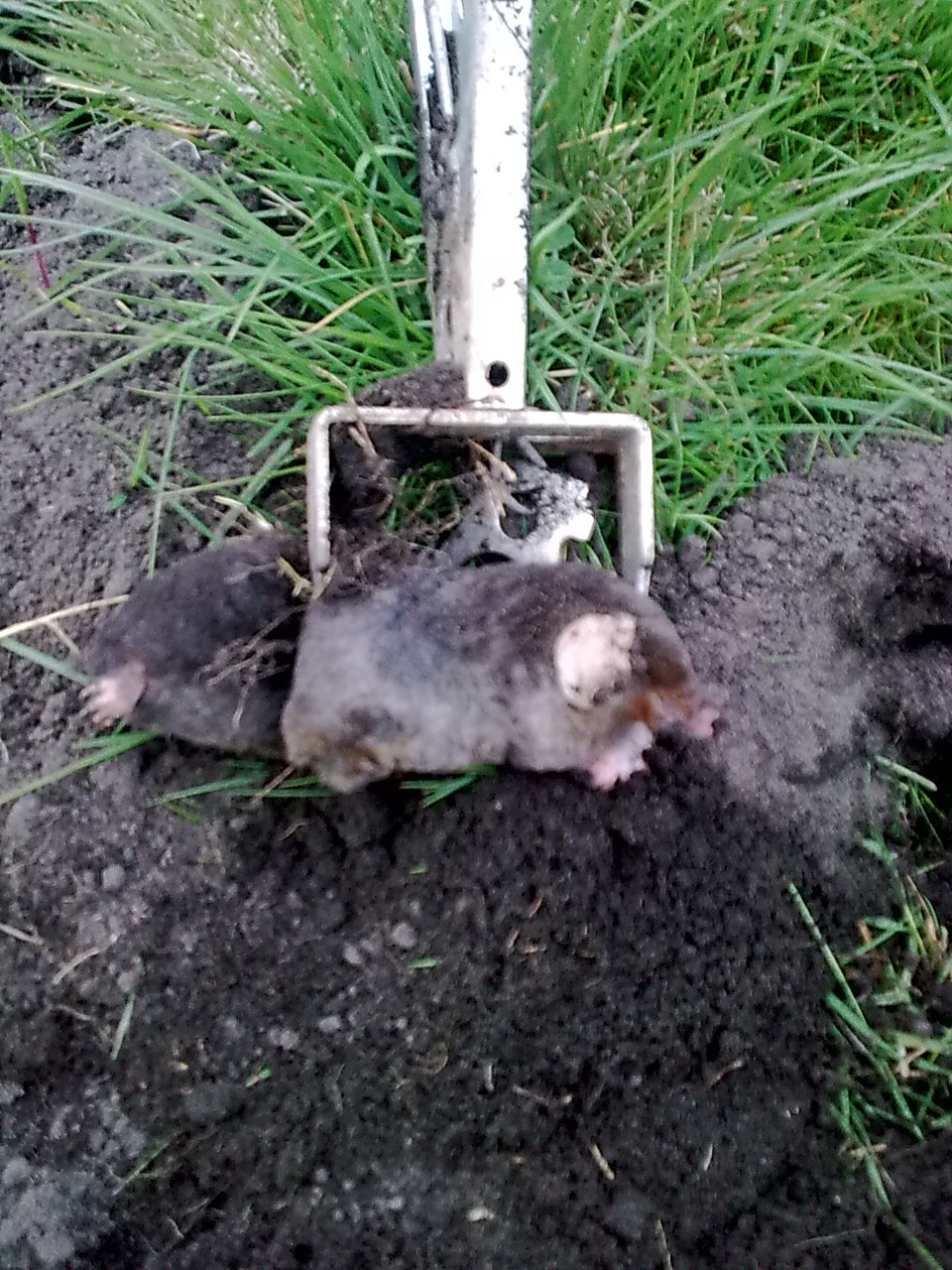 MY HUNTING TRIPS: MOLES KEEP ME BUSY