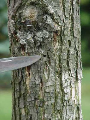 Gear Acres at Top of the Hill: Dead Tree Removal