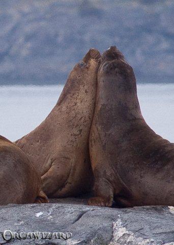 Prince of Whales blog: Ocean Magic Wildlife Adventure April 17