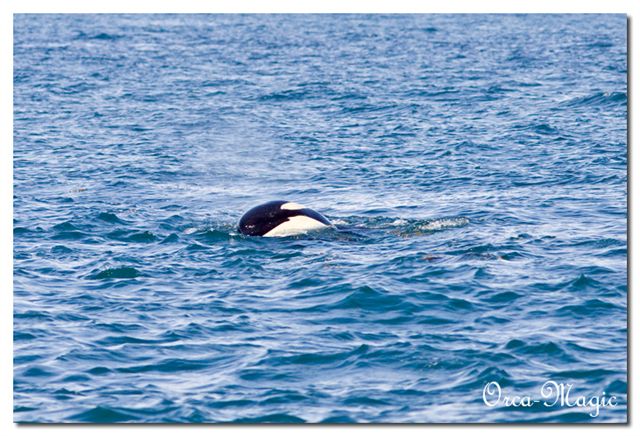 Prince of Whales blog: Ocean Magic Wildlife Adventure June 26 4:30pm