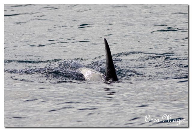 Prince of Whales blog: Ocean Magic Wildlife Adventure June 26 4:30pm