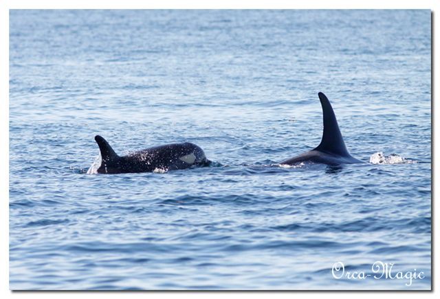 Prince of Whales blog: Ocean Magic Wildlife Adventure Aug 15 3:30pm