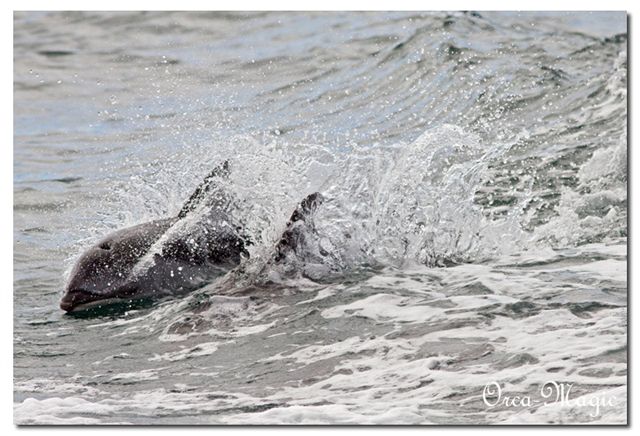 Prince of Whales blog: Ocean Magic Wildlife Adventure Sept 9 12:15pm