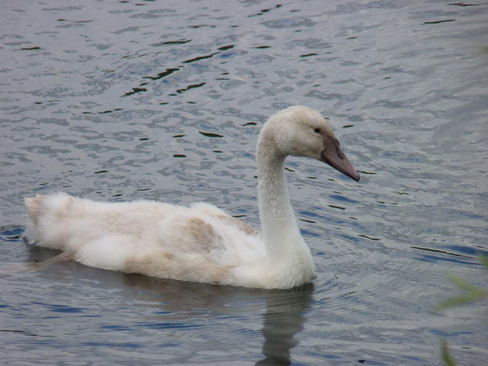 BIRDING NORTH BUCKS AND BEYOND: 'Polish Swans'