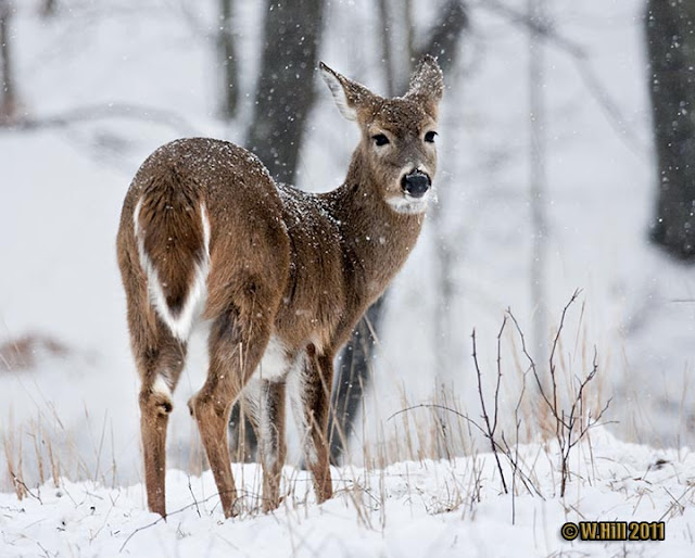 Pennsylvania Wildlife Photographer: Camera Critters: Wildlife In The Snow