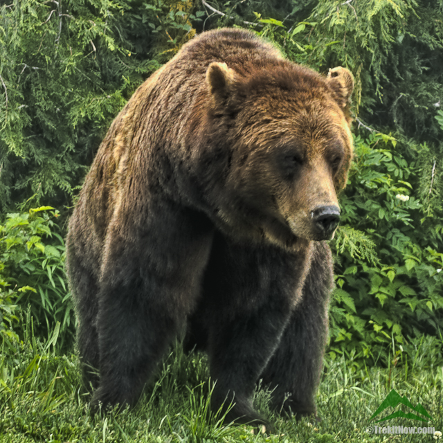 The Grouse Grind Trail Map | Trek It Now