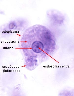 Parásitos En Tu Interior: Entamoeba histolytica (morfología)