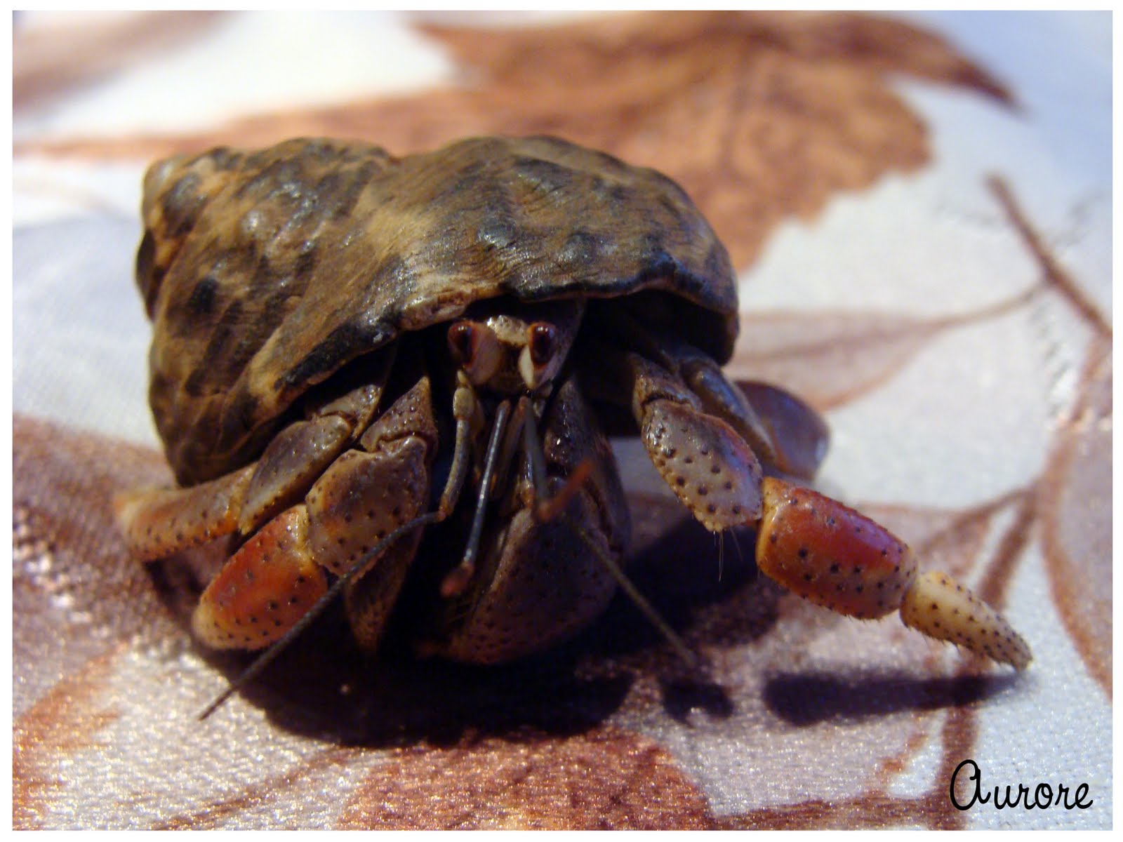 Isabelle Comtois Designer Graphique: Bernard Hermite Terrestre