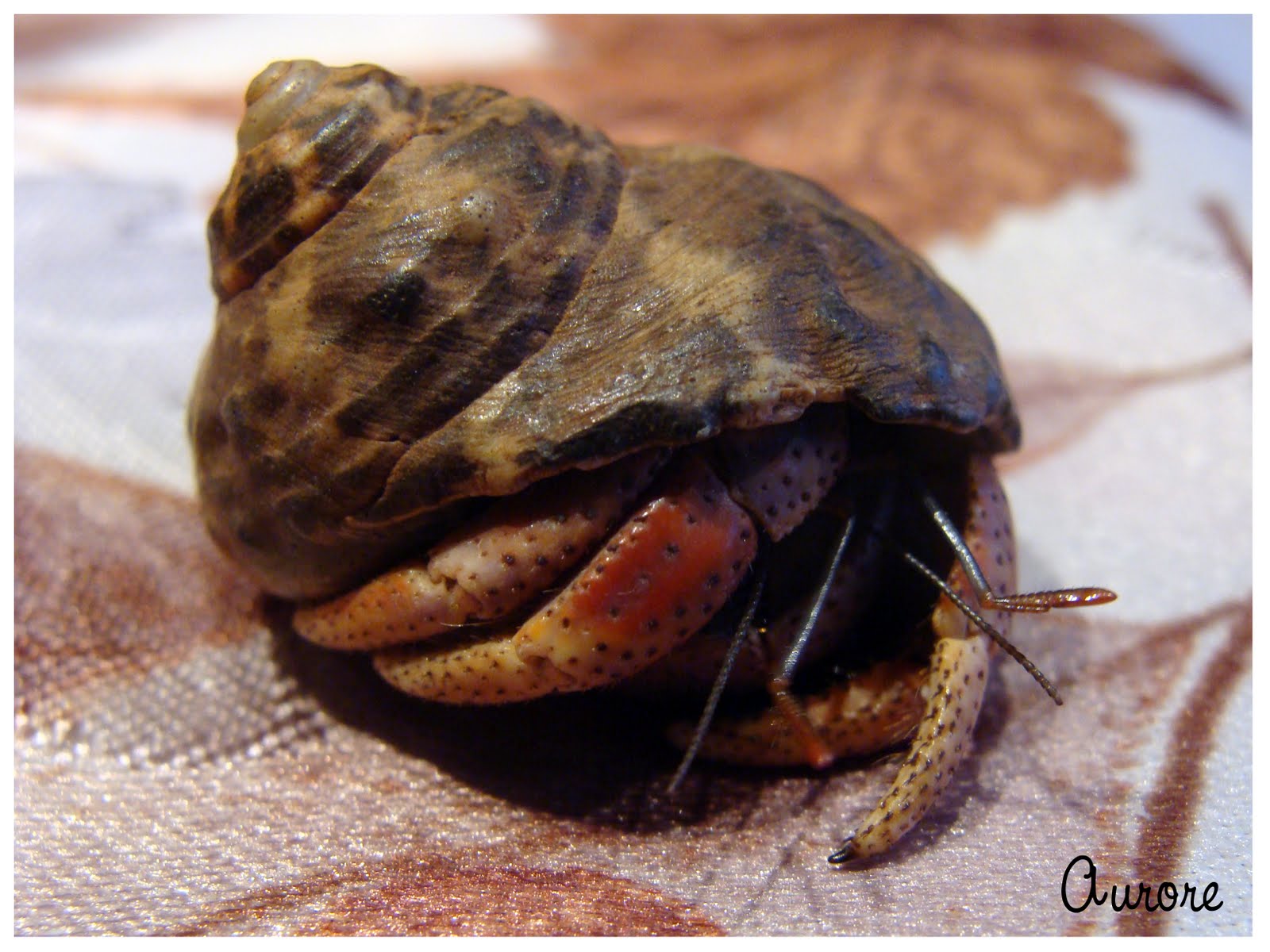 Isabelle Comtois Designer Graphique: Bernard Hermite Terrestre