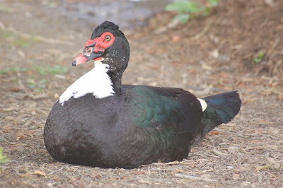 The Ducks of Central Park: The Cast of Characters