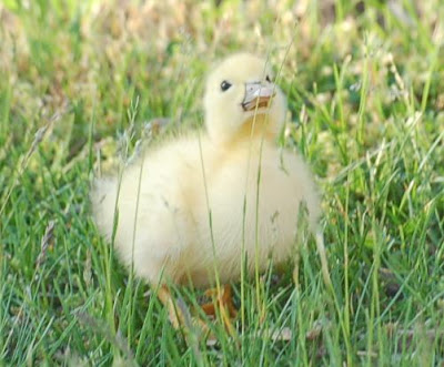 The Ducks of Central Park