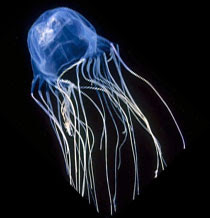 Bannanas: Portugisisk Örlogsman