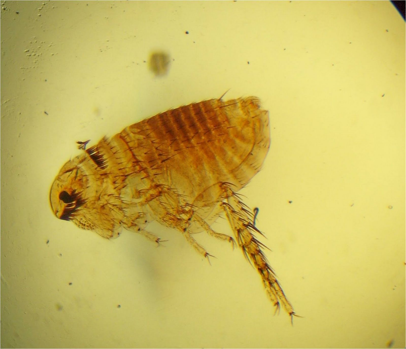 PARASITOLOGIA VETERINARIA: IDENTIFICACION DE PARASITO