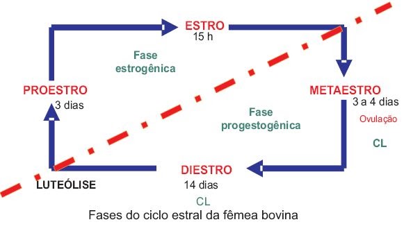Reprodução Animal-Fêmeas Bovinas: Ciclo Estral (Resumo)