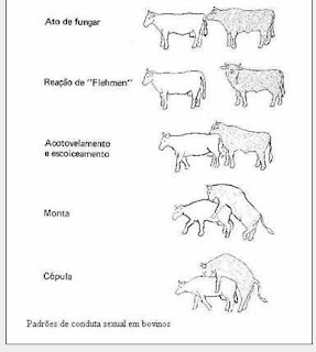 Reprodução Animal-Fêmeas Bovinas: Ciclo Estral (Resumo)