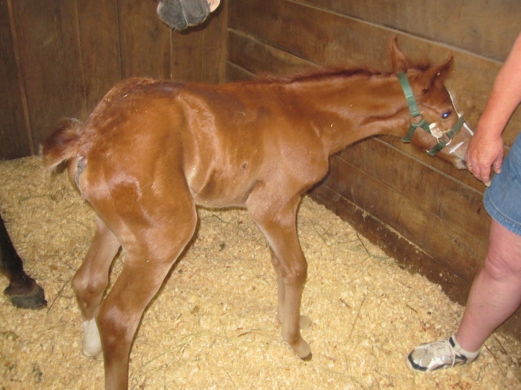 Ruthlynn's World: Our First Baby Filly is Born