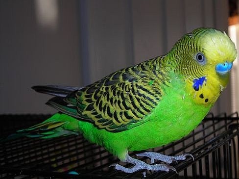 Sangkar Sang Nuri | London, Kota Pengalaman