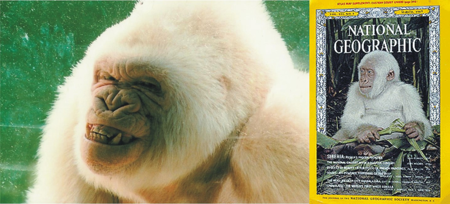 Cinema Gazine: Copito de Nieve llega al cine