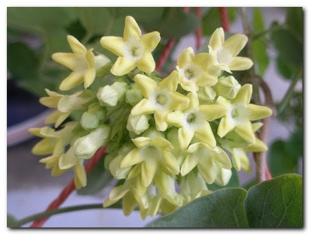 Fuziah Sulaiman blog: Jom kenali Flora BUNGA TONGKENG di Laman WOMA ...