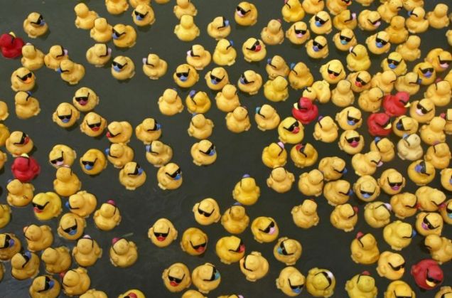 A Duck a Day: World record - duck style