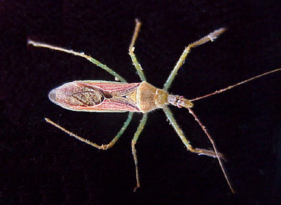 LinkNotes: Assassin Bugs, Predators That Trick Their Prey