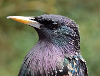 East Norfolk Ringing Group: Whoosh netting at Ormesby