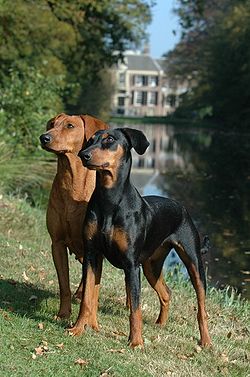 Amigo do Cão Amigo: Conhecendo as raças: Pinscher
