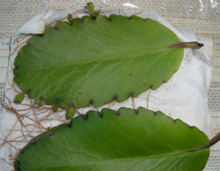 Green Preacher: Planting a Miracle leaf