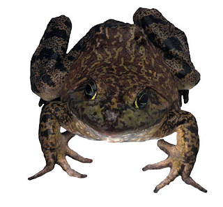 Bargain Hunting Treasure Seeker: A Really Ugly, Creepy Frog Day...