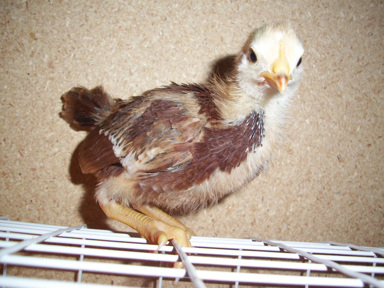 Bargain Hunting Treasure Seeker: Growing Chicks...