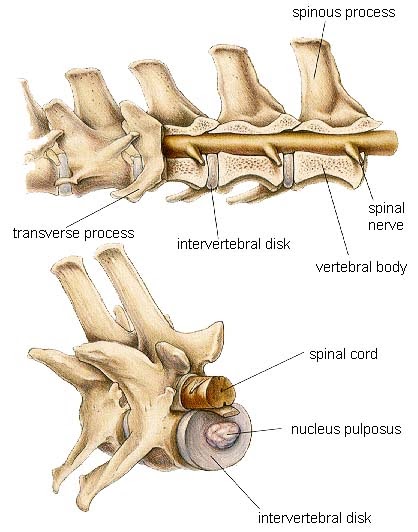 Anestesia MV: Anatomia Columna Vertebral del Perro