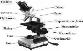 4L2M Velarde Hernandez MESA 5: Manejo y uso del Microscopio