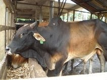 Kambing Akikah Setiu: KAMBING DAN LEMBU AQIQAH / KORBAN