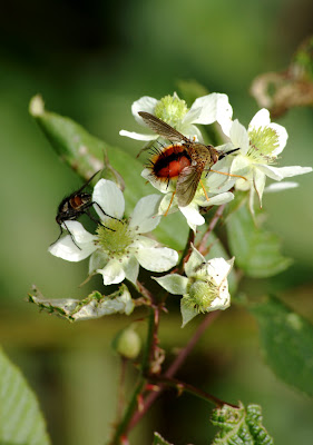 Ecuador: ¡País de Insectos!: Ecuador ¡País de Insectos!