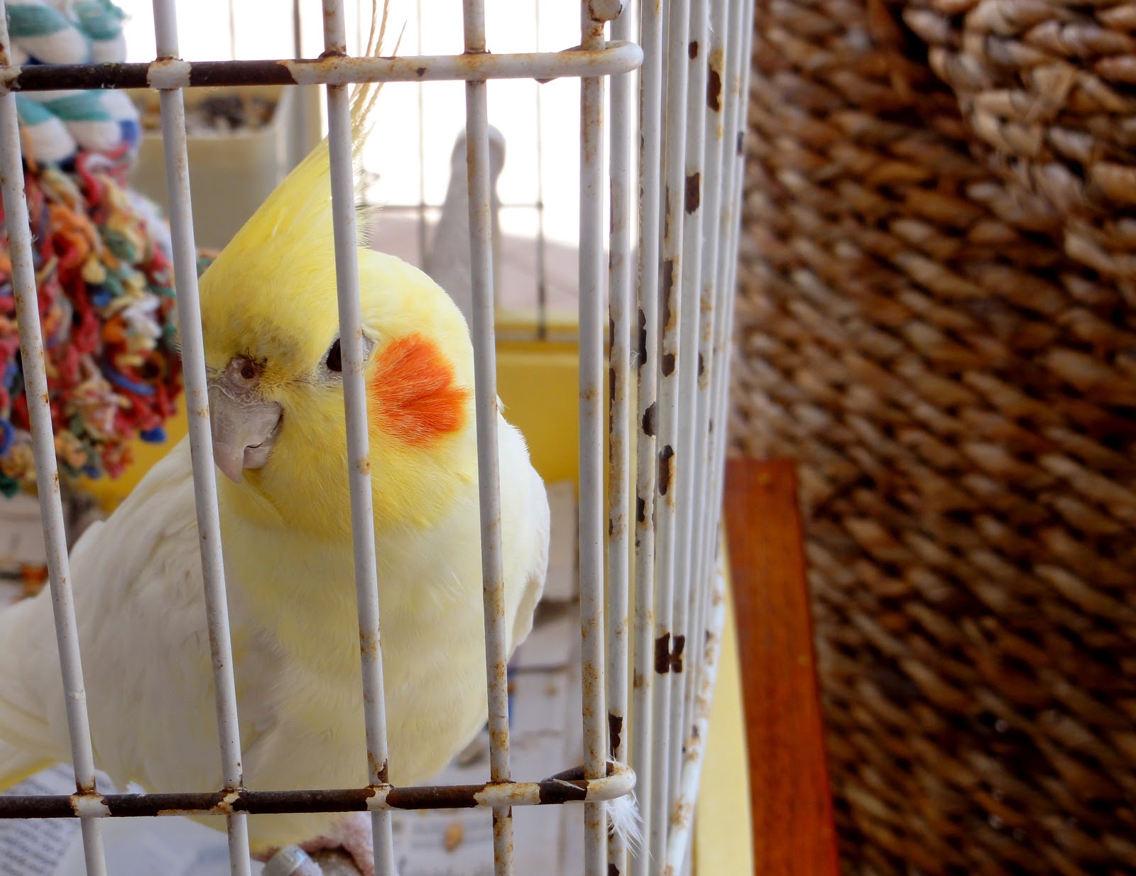 Just me Shel: Traditional South African Fare...Curry Bunnies!