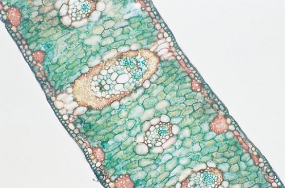 ENSEÑA Y APRENDE BIOLOGIA: La pared celular