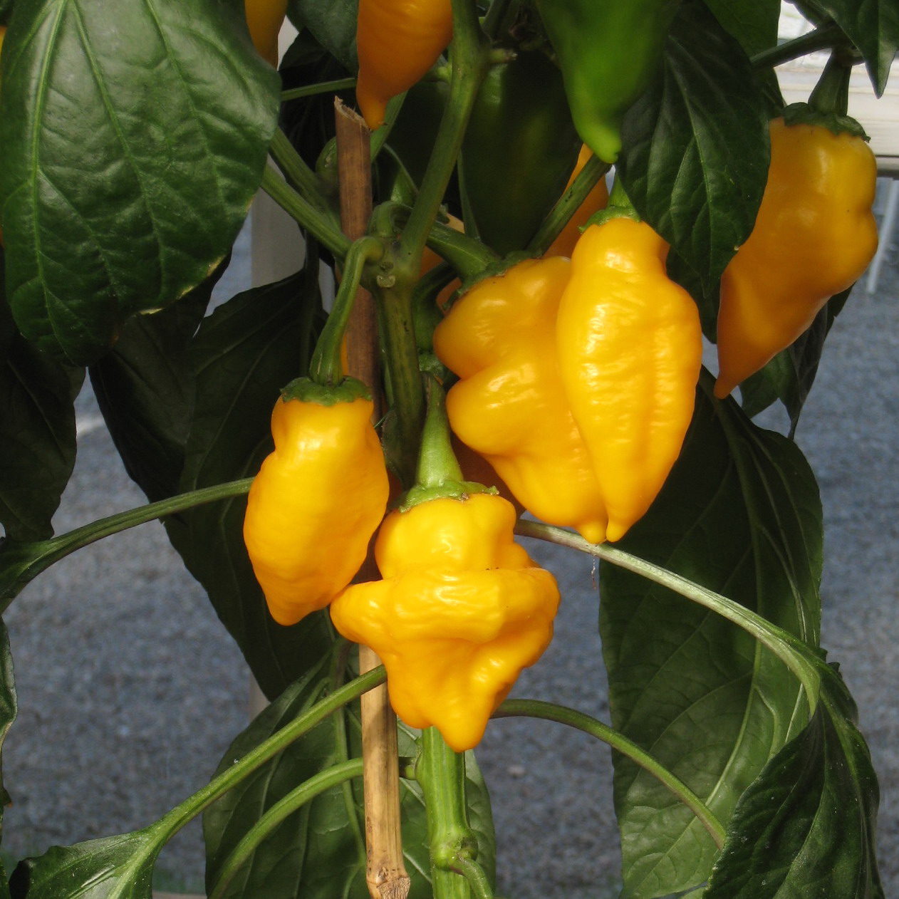 life and joys of tue & lisbeth: oktober 2010