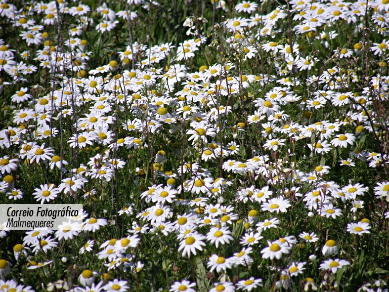 Correio Fotográfico: Malmequeres
