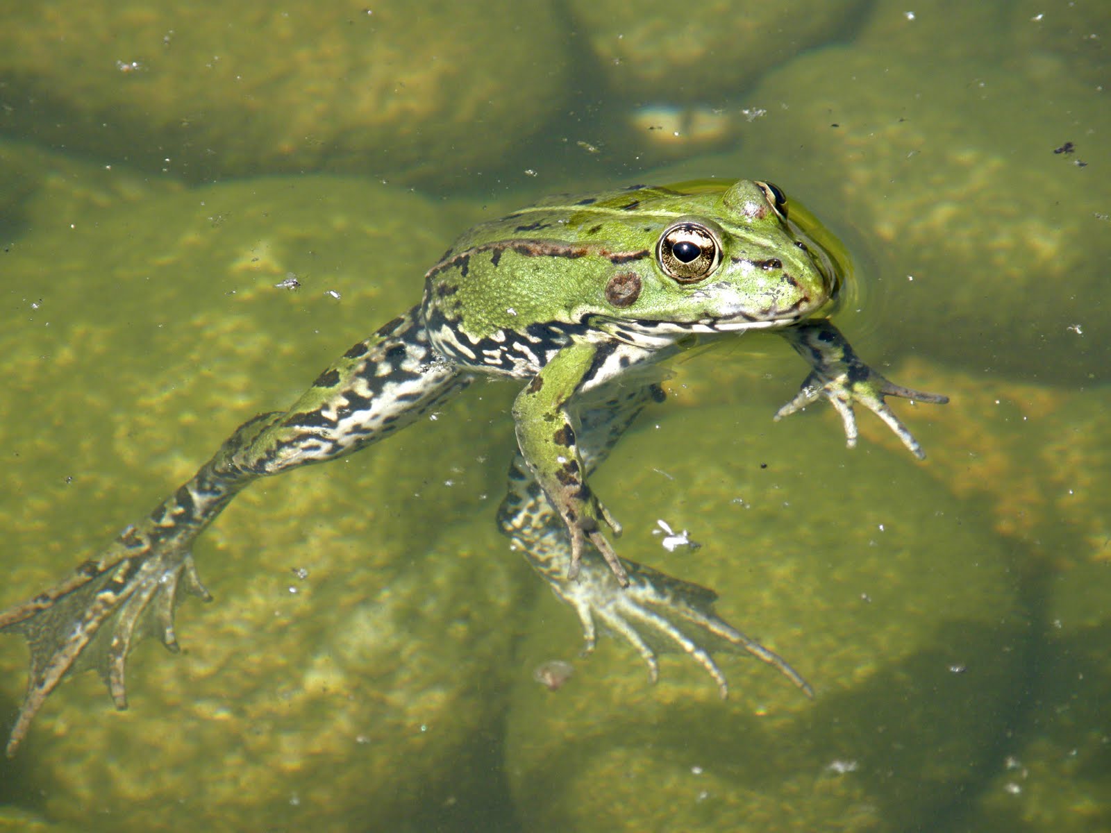 Correio Fotográfico: Sapo