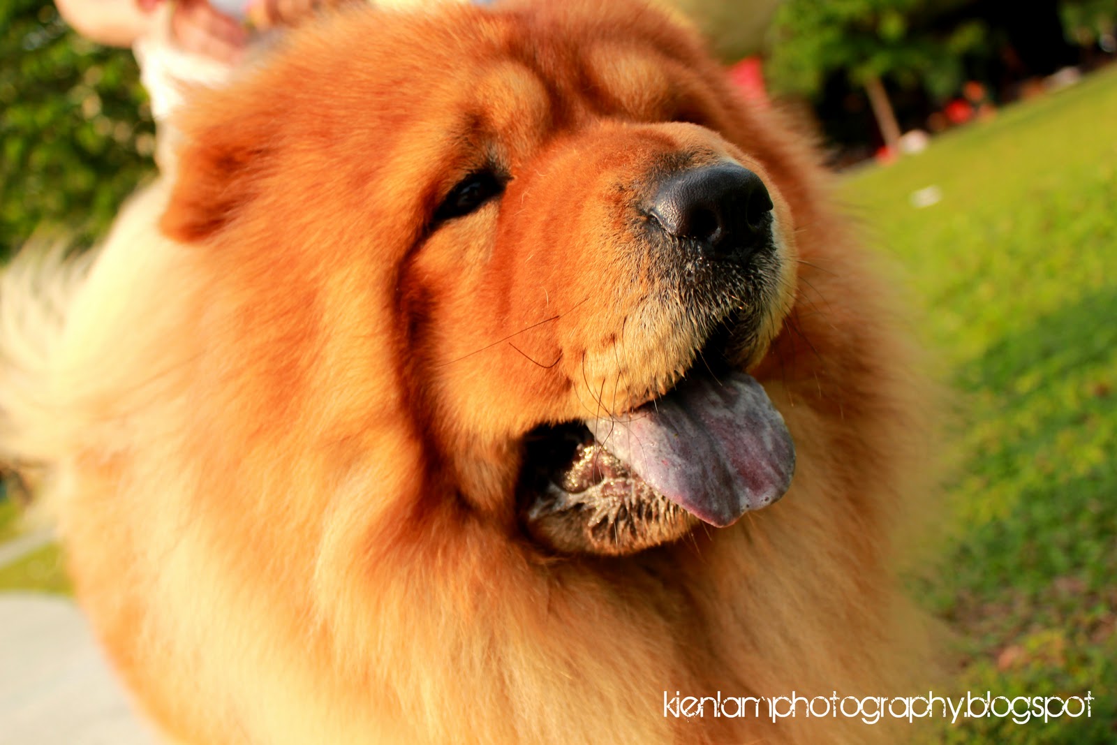 k.ienlam Photography: chaochao :D!