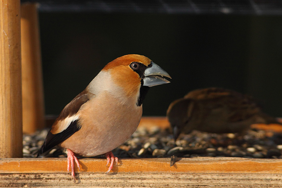 FREE BIRDS/ svobodne ptice: PTIČJA KRMILNICA