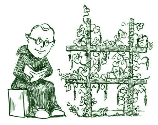Philosophy of Science Portal: Gregor Mendel and pea-breeding experiment ...