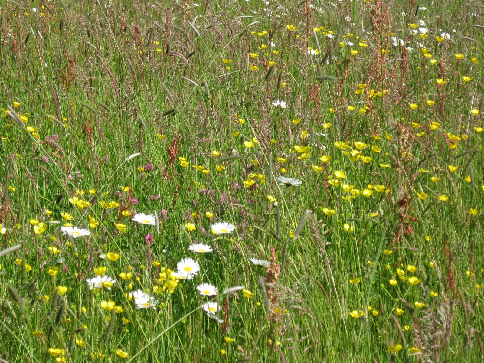 LE JARDIN DE VIVIANE: Prairie au printemps
