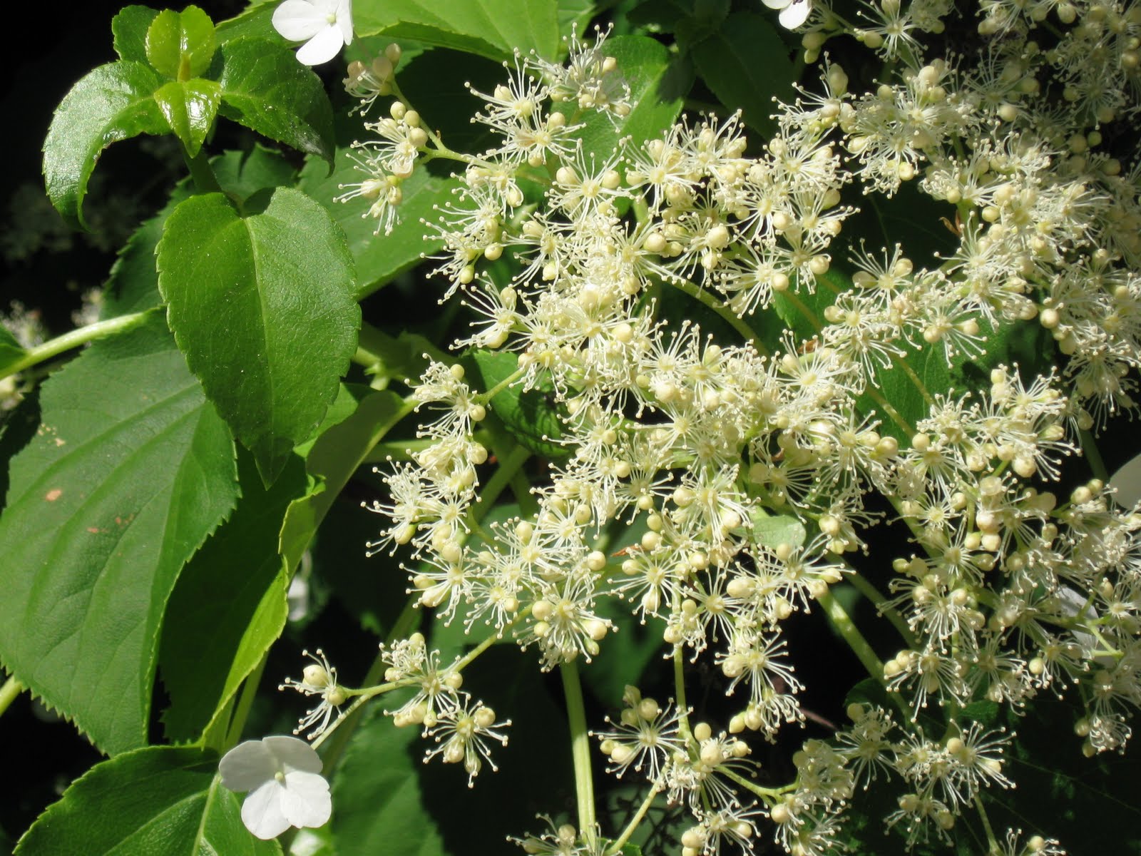 LE JARDIN DE VIVIANE: L'hortensia grimpant (hydrangea pétiolaris)