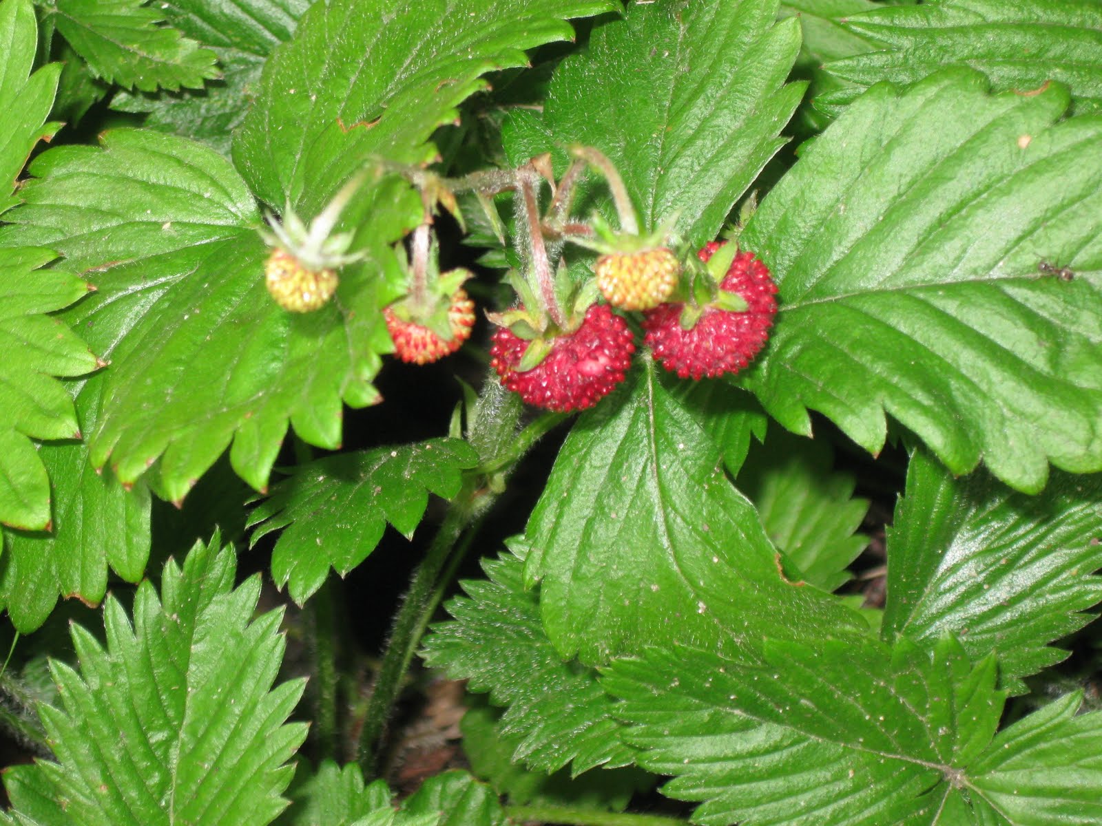 LE JARDIN DE VIVIANE: Fraises des bois
