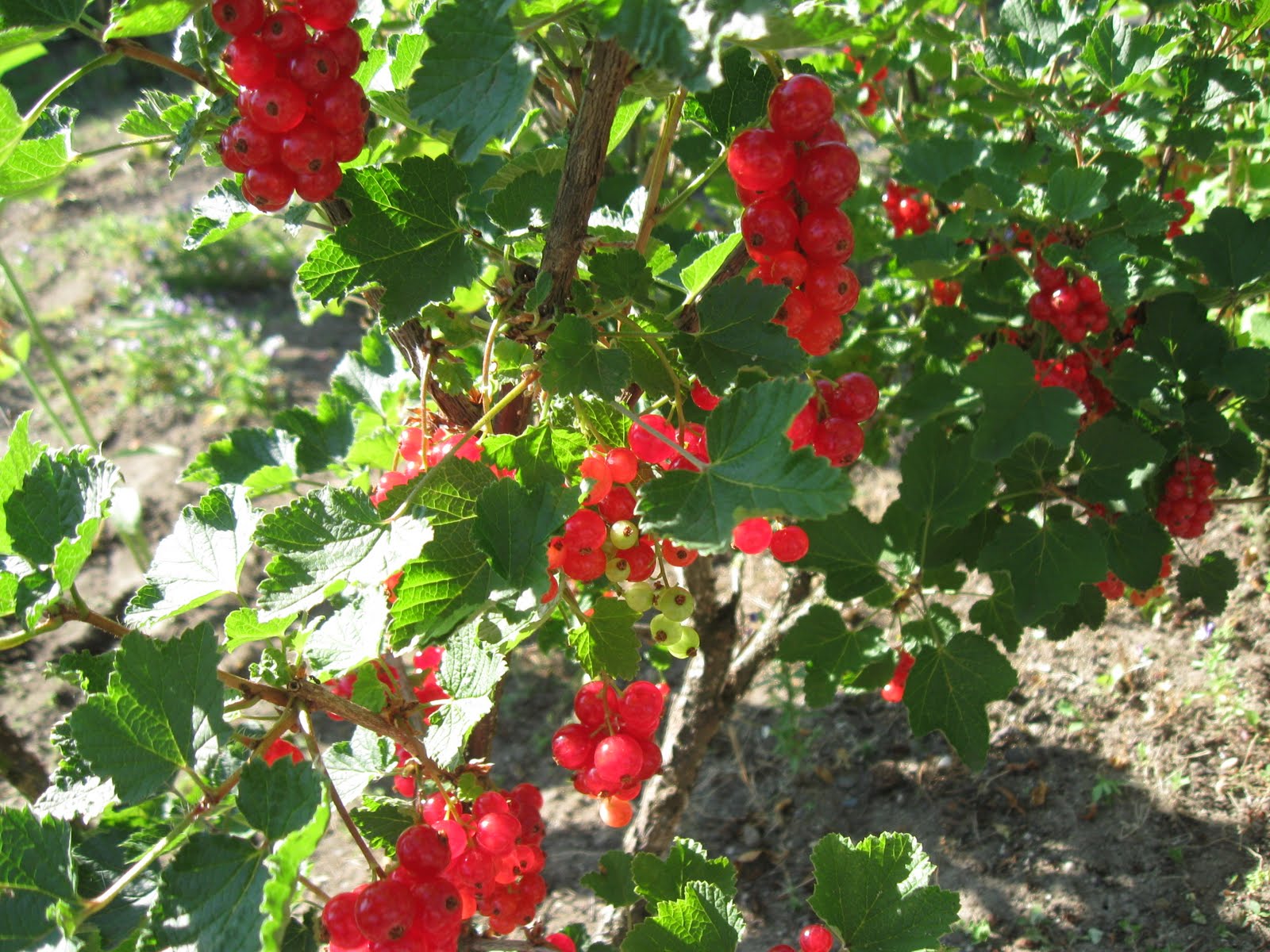 LE JARDIN DE VIVIANE: Les petits fruits rouges