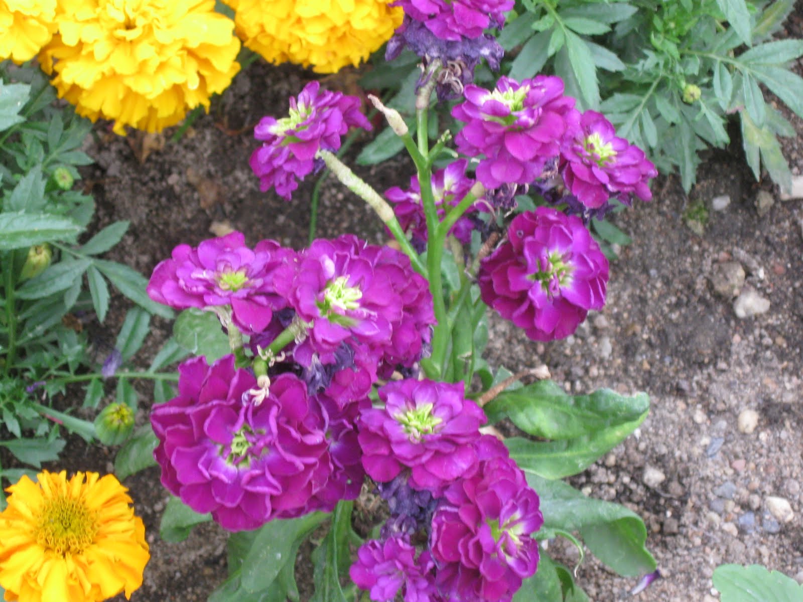 LE JARDIN DE VIVIANE: Quelques fleurs d'été