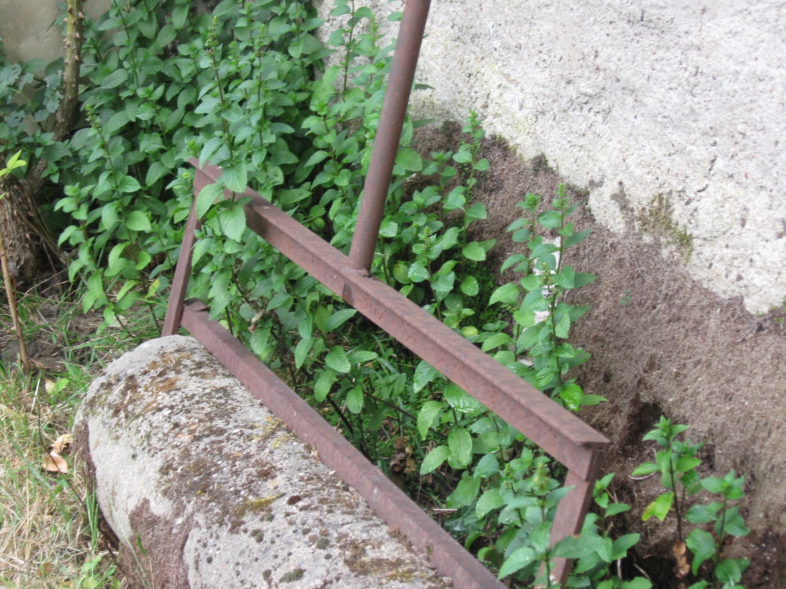 LE JARDIN DE VIVIANE: Menthe poivrée et tanaisie commune