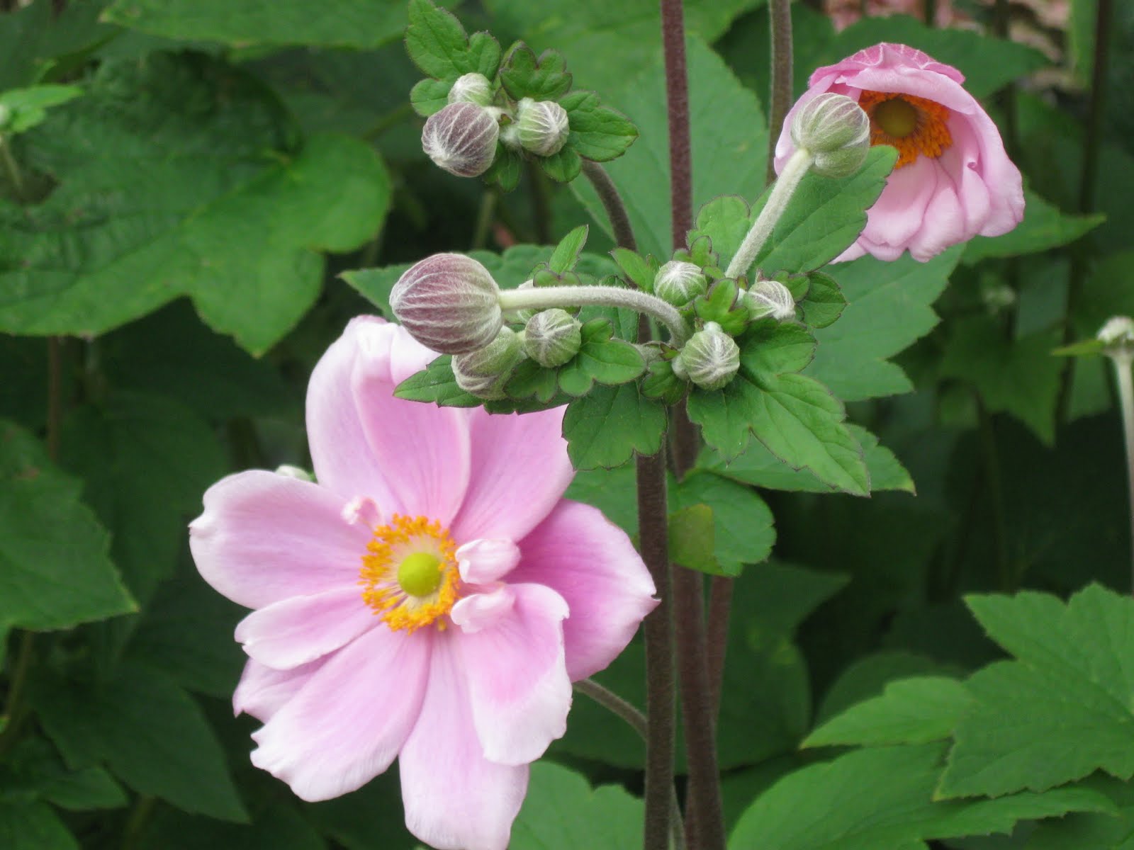LE JARDIN DE VIVIANE: Les anémones du Japon
