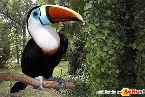 Animales de la selva amazonica - Imagui